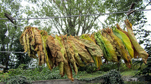 Sun Curing | Fair Trade Tobacco | How to Grow, Cure and Process Tobacco.