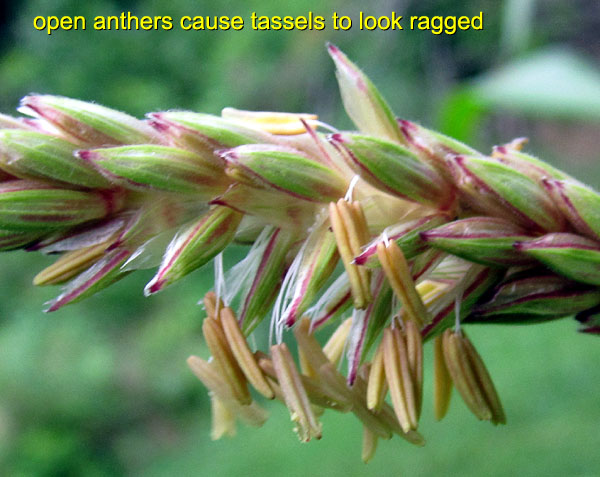 Hand-Pollination of Corn (Maize) | Fair Trade Tobacco | How to Grow ...