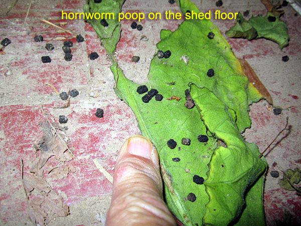 Post Harvest Horn Worm Treatment | Fair Trade Tobacco | How to Grow ...