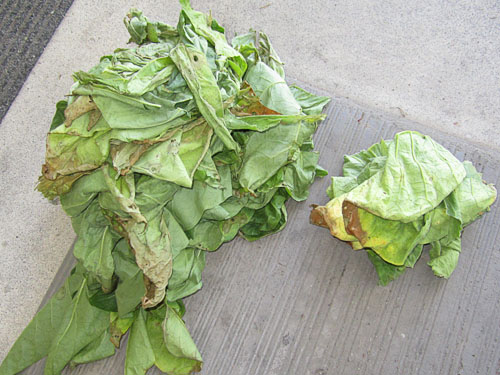 Dominican Andullo Curing | Fair Trade Tobacco | How to Grow, Cure and ...