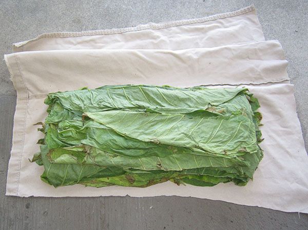 Dominican Andullo Curing | Fair Trade Tobacco | How to Grow, Cure and ...