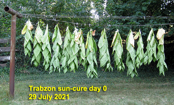 Sun Curing | Fair Trade Tobacco | How to Grow, Cure and Process Tobacco.
