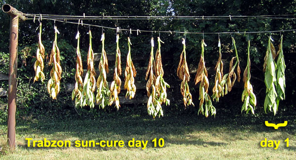 Sun Curing | Fair Trade Tobacco | How to Grow, Cure and Process Tobacco.