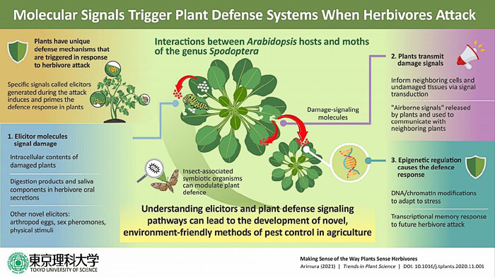 How a Plant Knows About Herbivore Attacks | Fair Trade Tobacco | How to ...